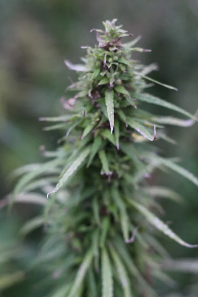 Hemp Plant Seeds Cannabis Plant Grows From Man's Wild Bird Seed Mix